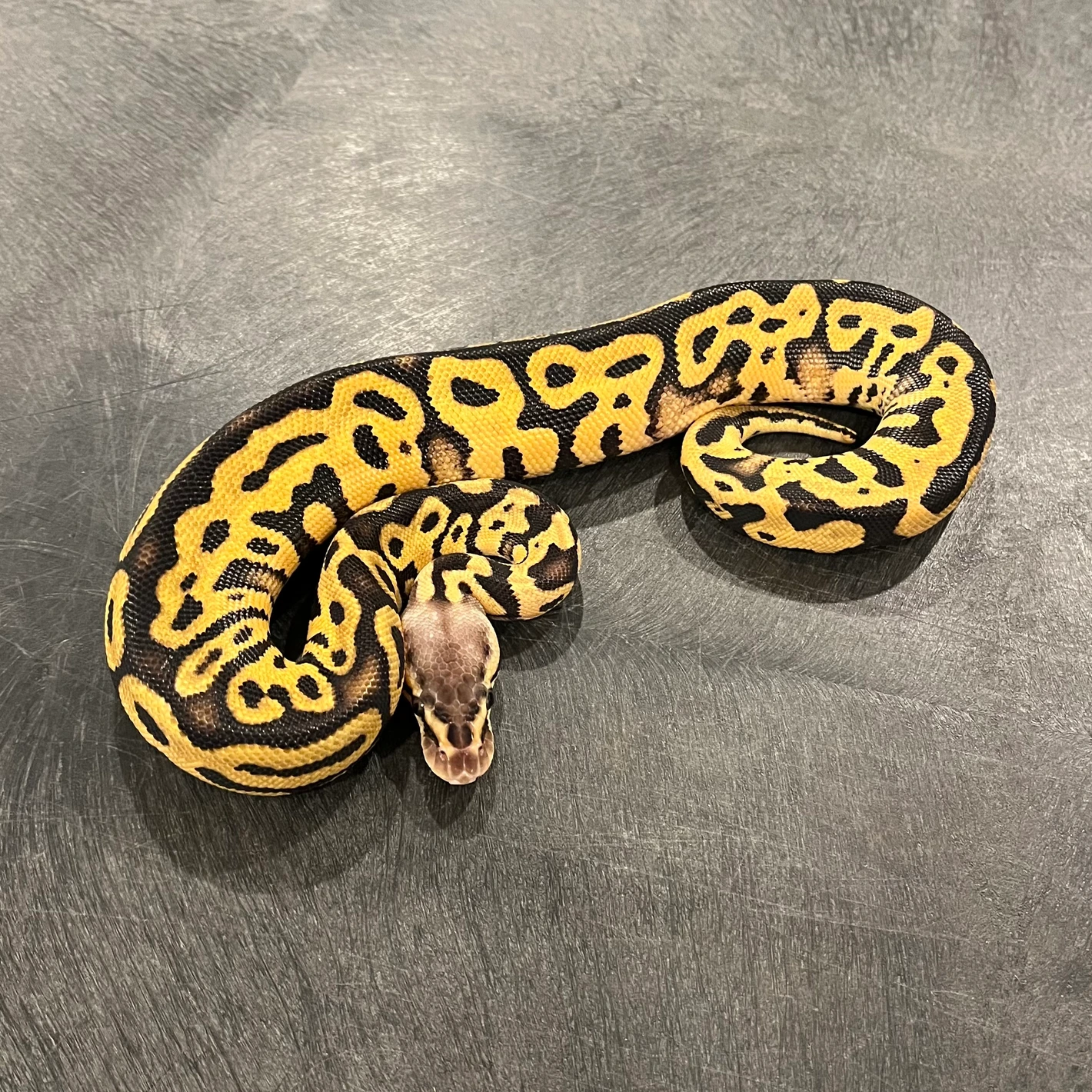 Pastel Leopard Dh DG Clown - eureptileshop